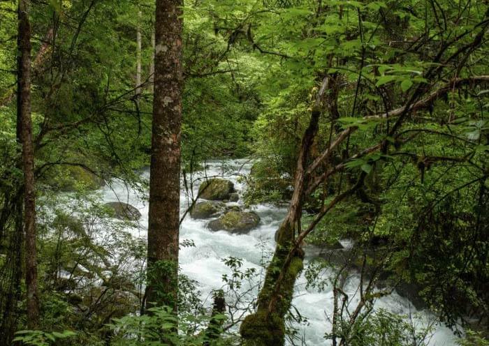 2 Days Wolong Panda Volunteer Tour, Wolong Panda Tour from Chengdu